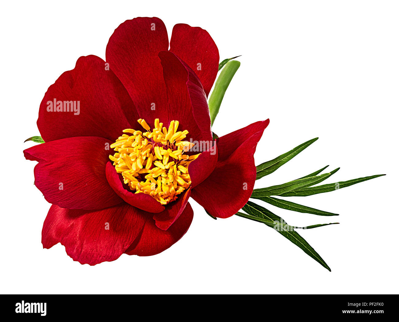 Peony flowers background Cut Out Stock Images & Pictures - Alamy