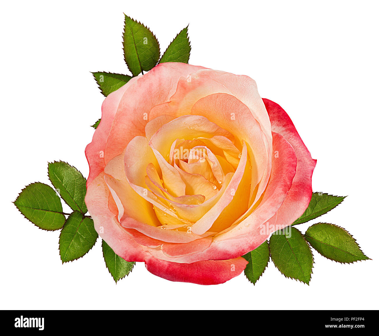 rose isolated on white background Stock Photo - Alamy