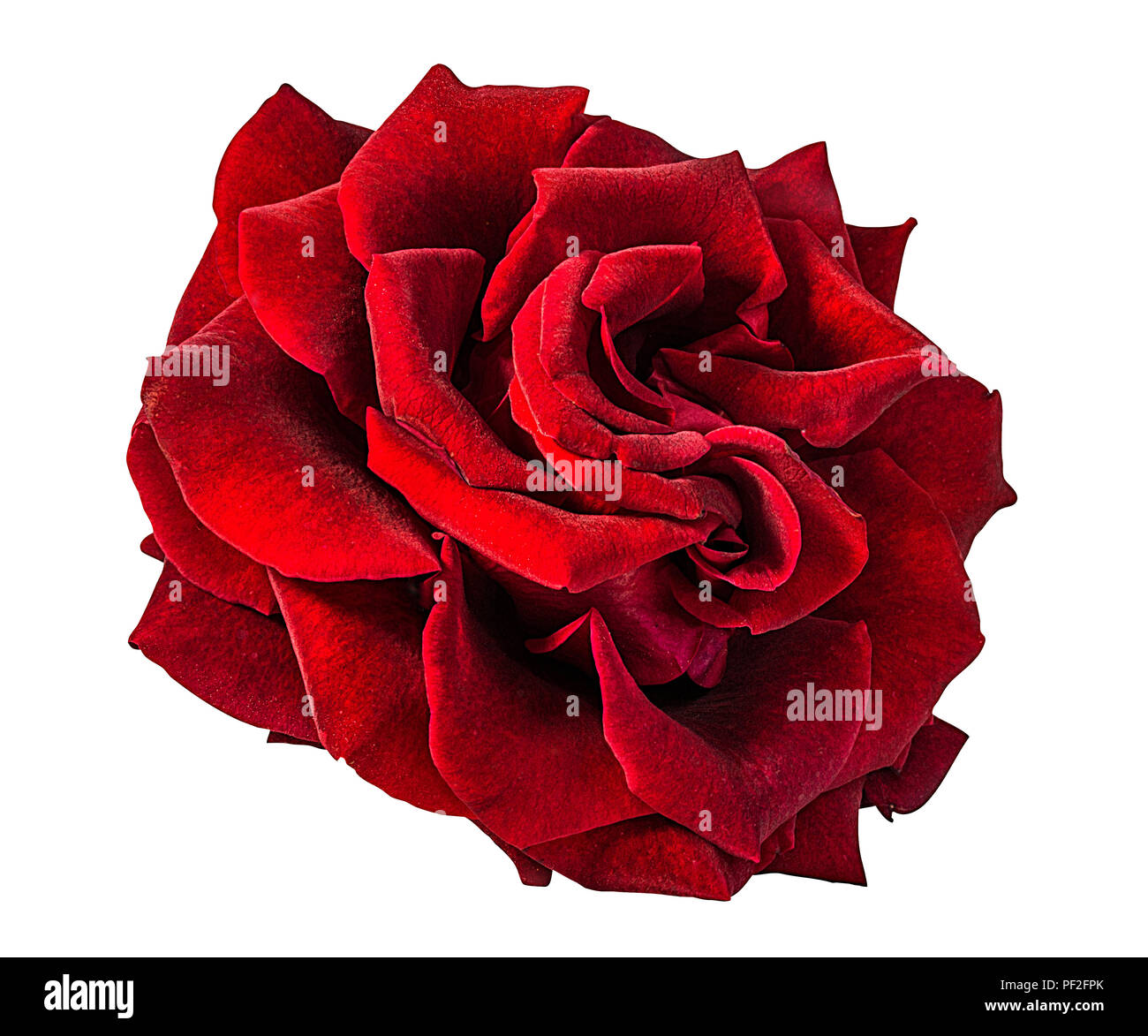 rose isolated on white background Stock Photo - Alamy
