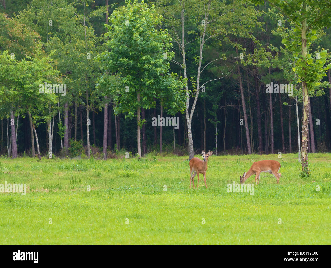 Pair of yearling whitetail deer bucks eating in a grassy North Carolina ...