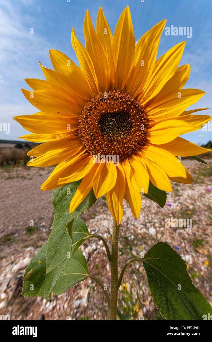 Large single sunflower on rocky ground Hertfordshire UK Stock Photo - Alamy