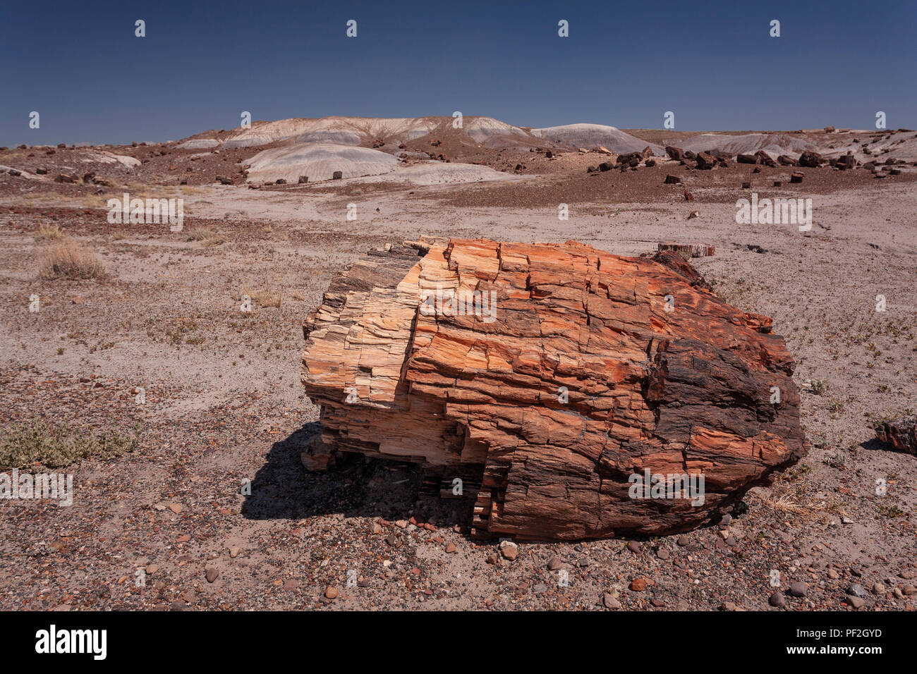Fossilised tree hi-res stock photography and images - Alamy