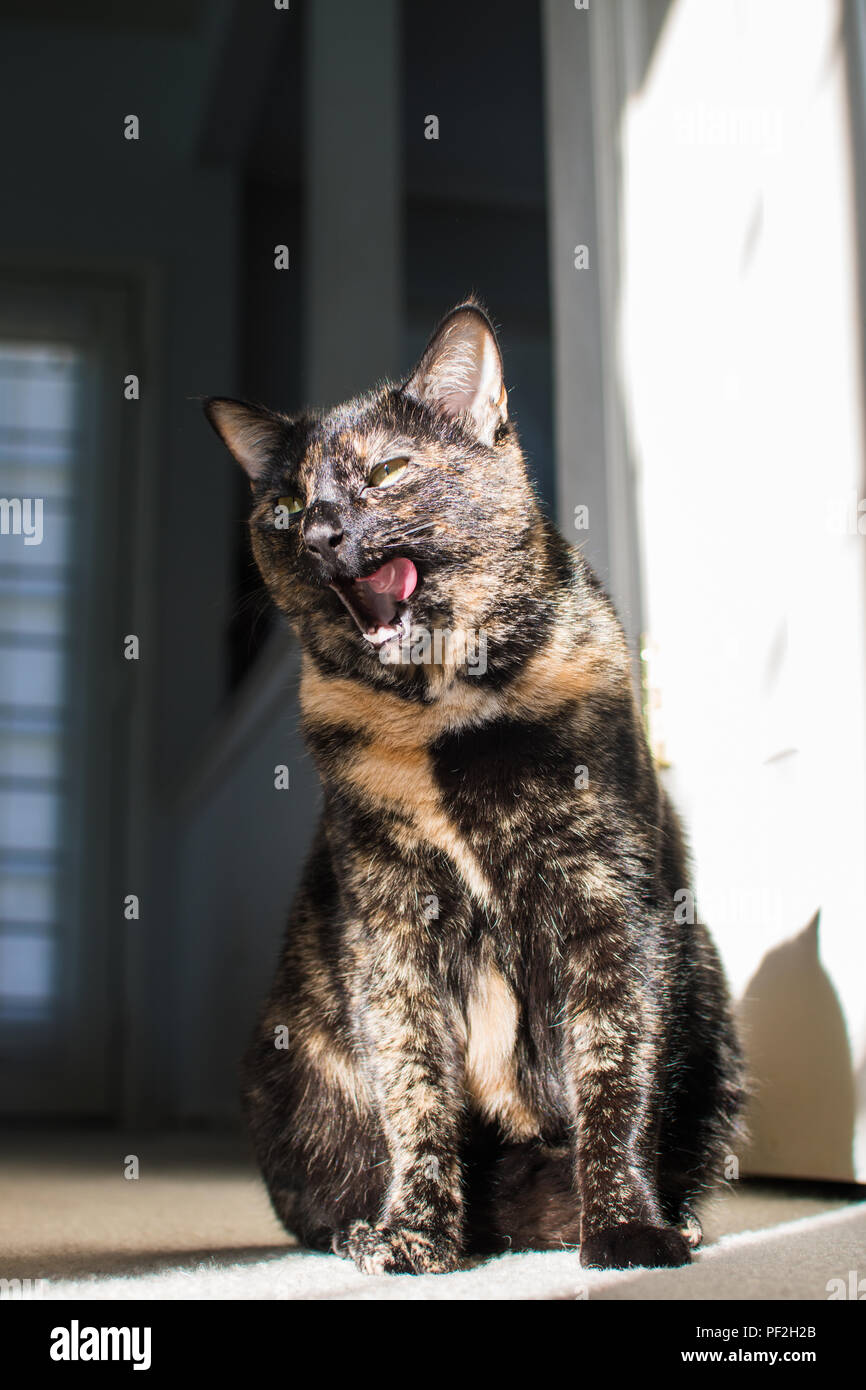 Playful poses hi-res stock photography and images - Alamy