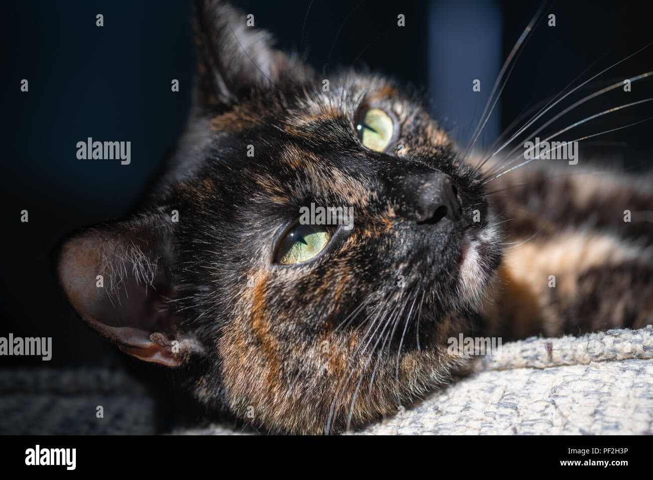 Tortoise shell tortoiseshell hi-res stock photography and images - Alamy
