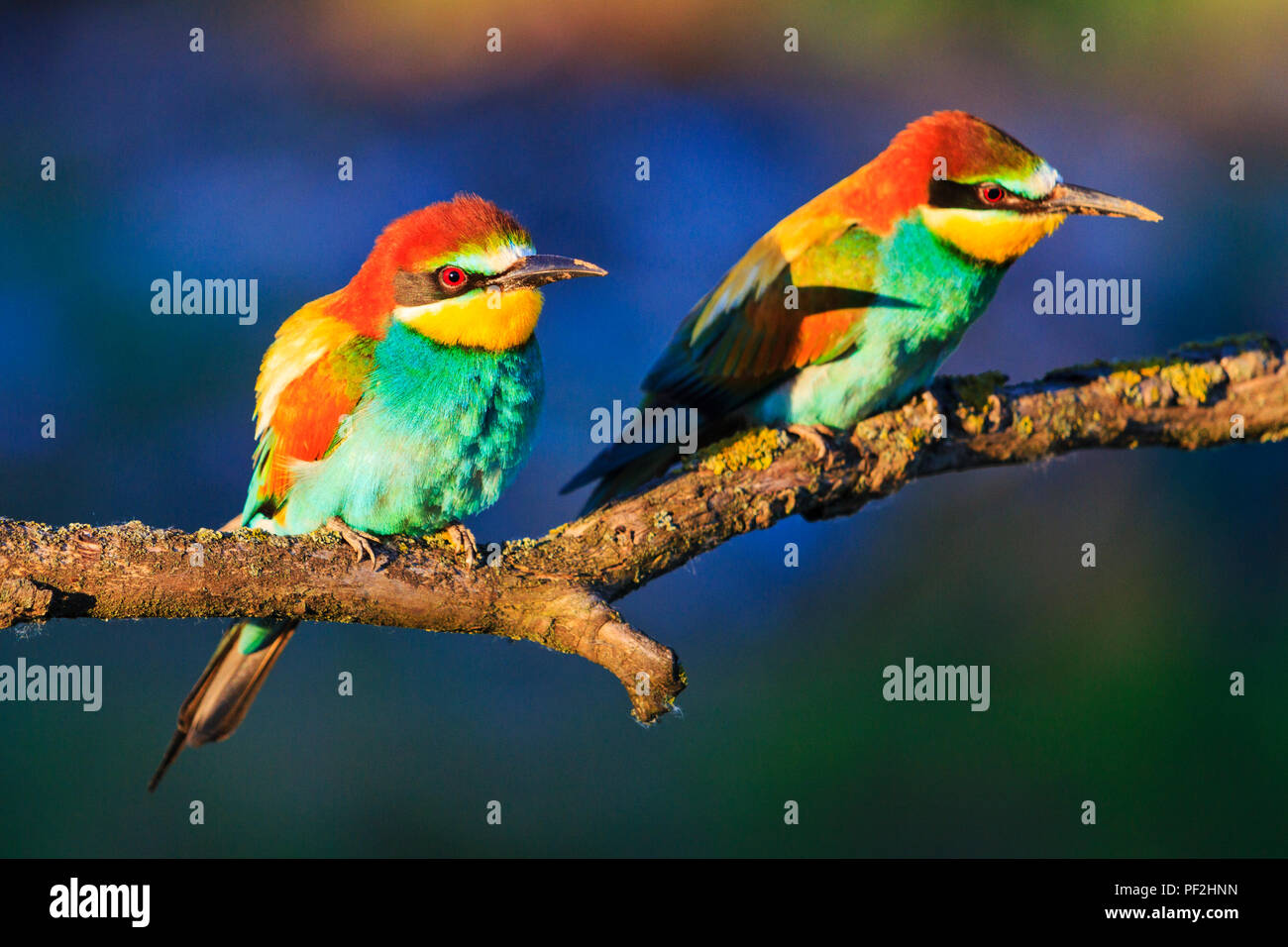 colored birds in the sun's morning rays Stock Photo - Alamy