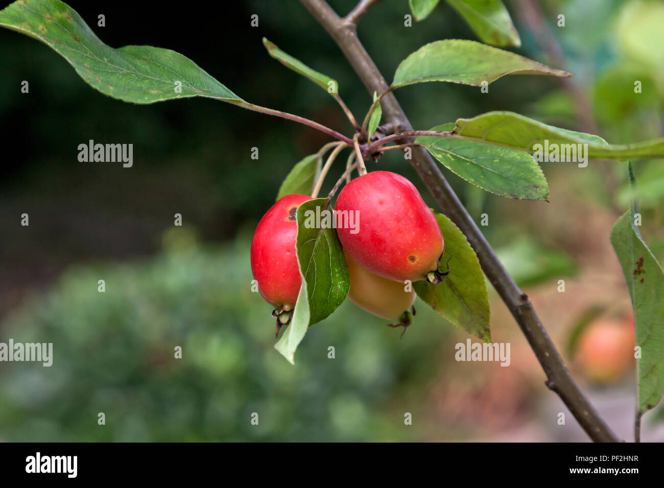 Red Crab Apples ( Malus sylvestris ) on tree with green foliage and ...