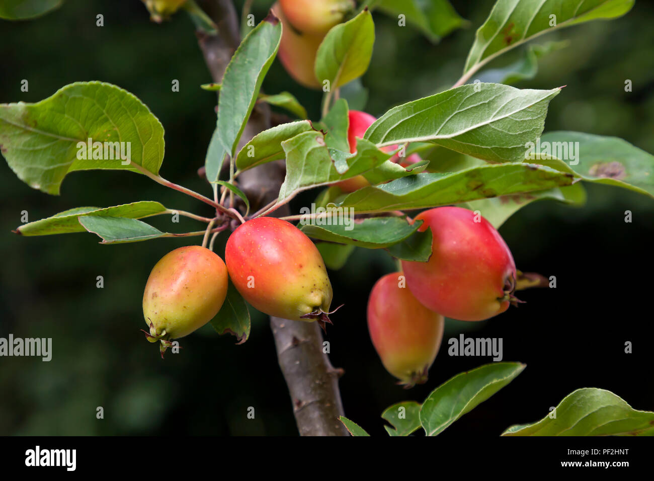 Red Crab Apples ( Malus sylvestris ) on tree with green foliage and ...
