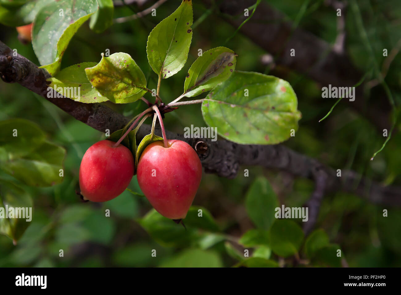 Red Crab Apples ( Malus sylvestris ) on tree with green foliage and ...