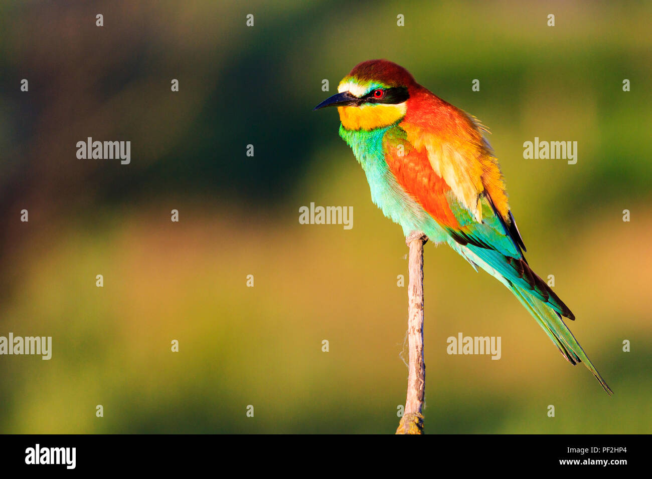 exotic colored bird sits on a thin branch Stock Photo - Alamy