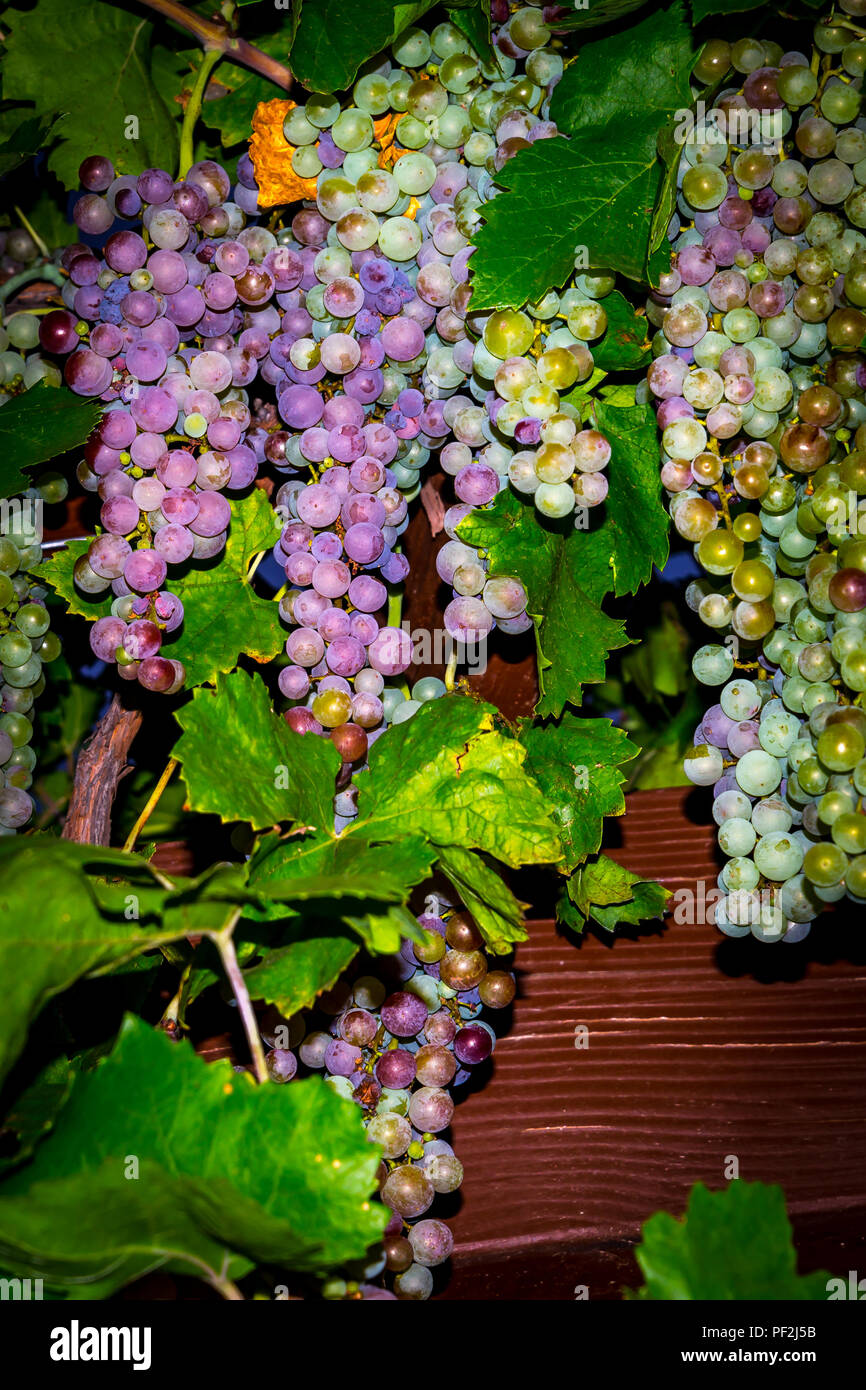 Wine grapes growing on the vines in the vineyard Stock Photo - Alamy