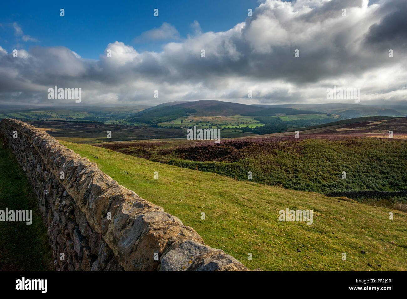 Views of Wharfedale with heather starting to bloom from Embsay Moor on ...