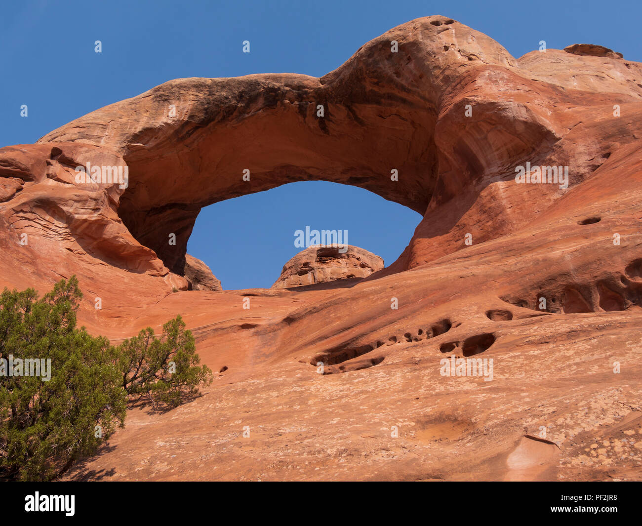 Cedar tree arch colorado hi-res stock photography and images - Alamy