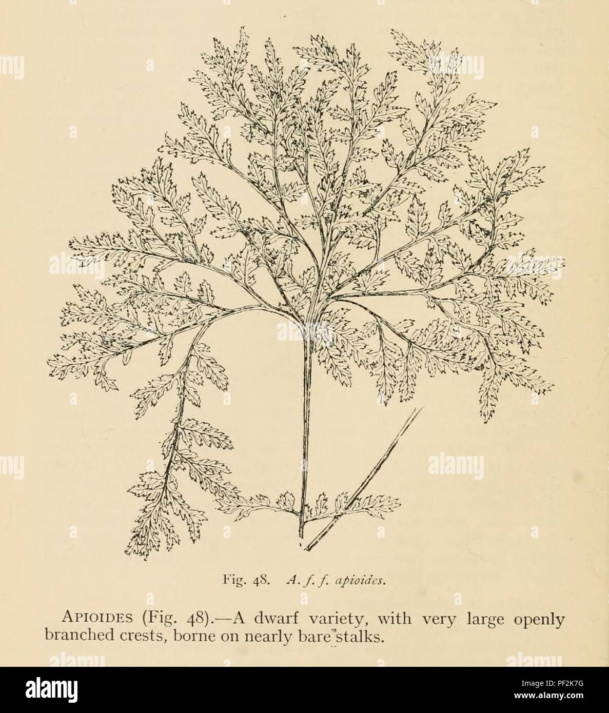 Athyrium filix-femina 'Apioides' Stock Photo - Alamy