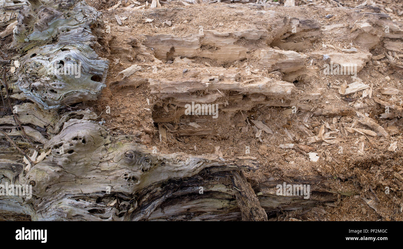Rotten wooden structure hi-res stock photography and images - Alamy