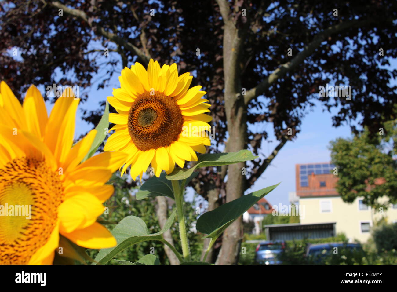 Sunflower from behind hi-res stock photography and images - Alamy