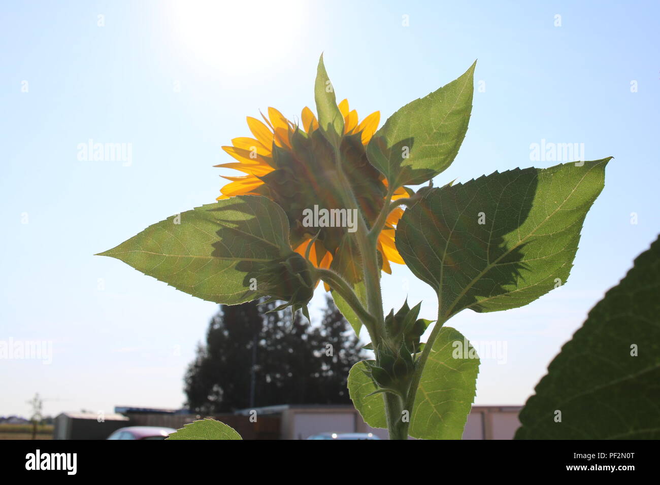 Sunflower from behind hi-res stock photography and images - Alamy