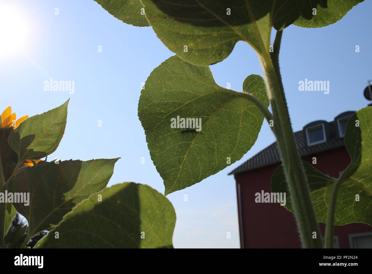 bug on a sunflower leaf Stock Photo - Alamy