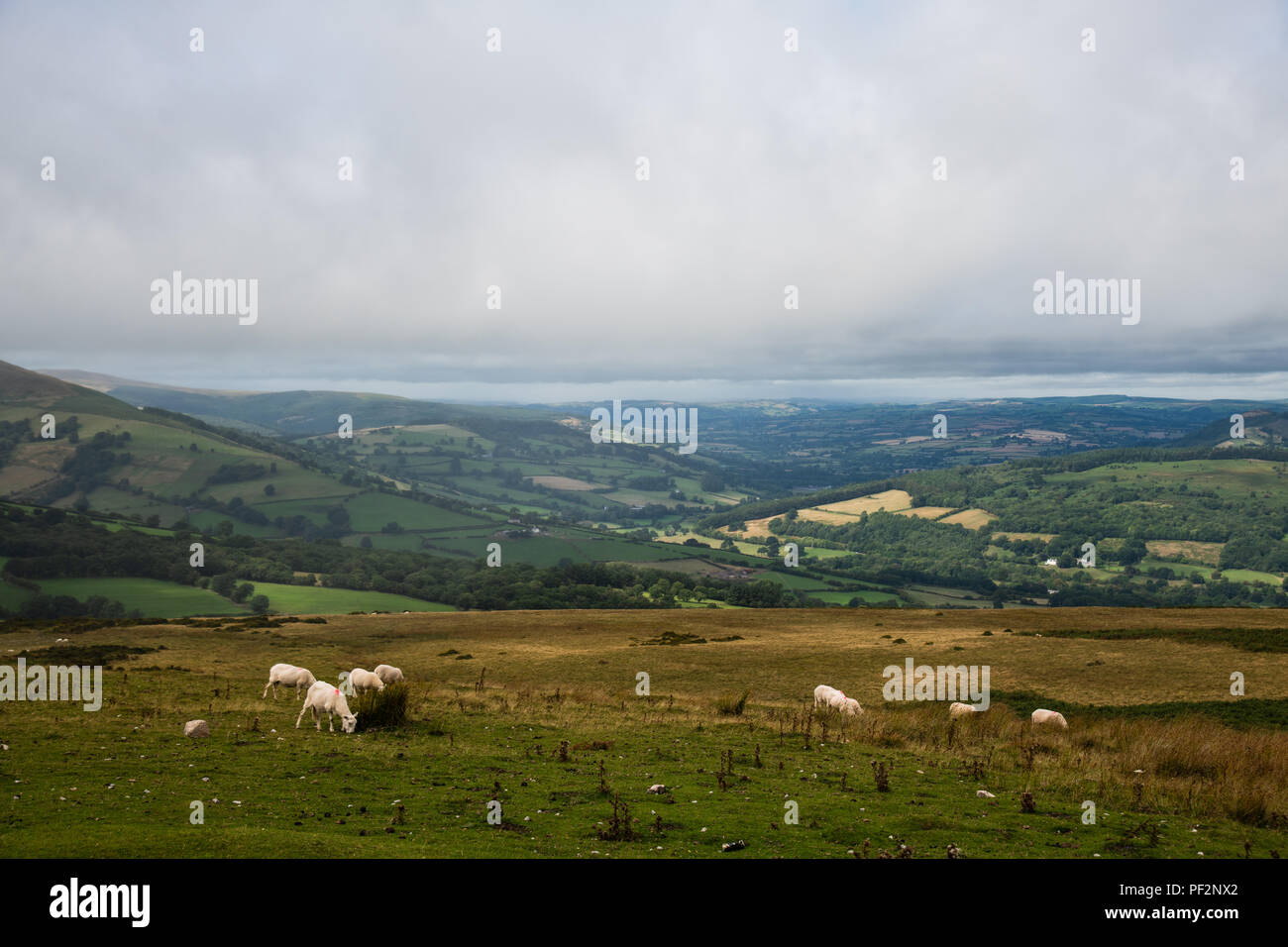 Sheep and Lambs at the Welsh Countryside in Brecon Beacons, Wales Stock ...