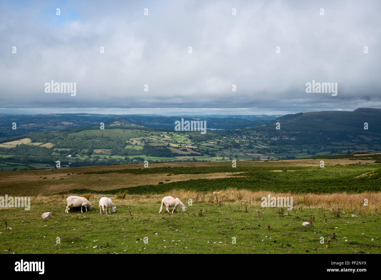 Sheep and Lambs at the Welsh Countryside in Brecon Beacons, Wales Stock ...