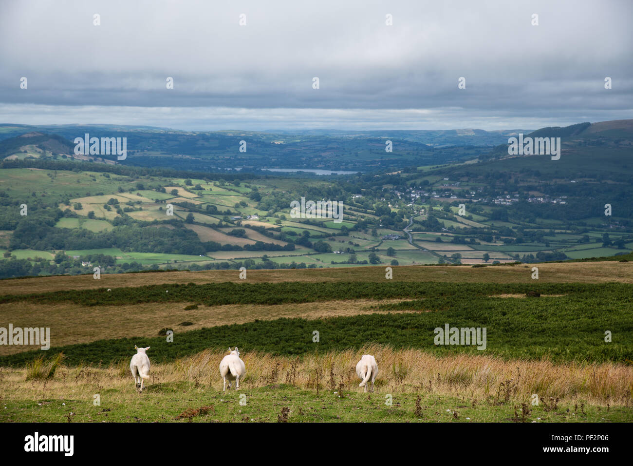 Sheep and Lambs at the Welsh Countryside in Brecon Beacons, Wales Stock ...