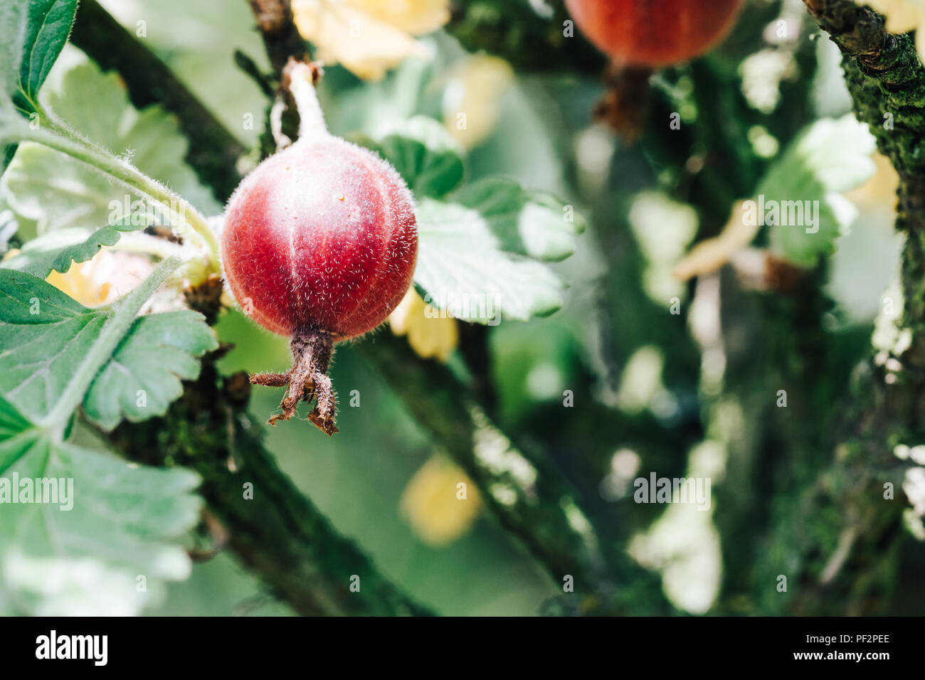 Ripe gooseberry growing on the branch of a bush. Beautiful color ...