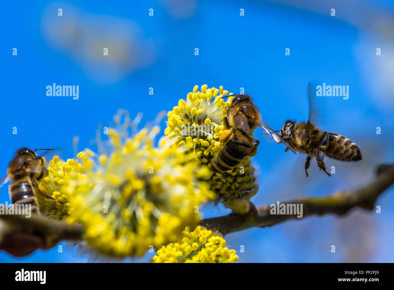 Small yellow bee pollinating a white spring blossom. Caught in a flight ...