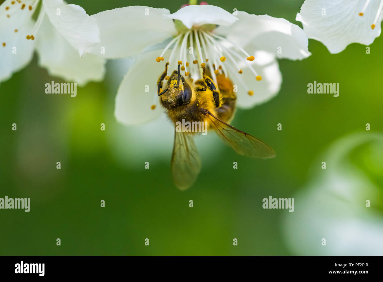 Small yellow bee pollinating a white spring blossom of a cherry. Nice ...