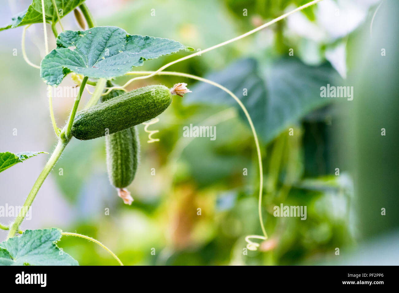 Detail of small unripe cucumbers growing in a greenhouse on a summer ...