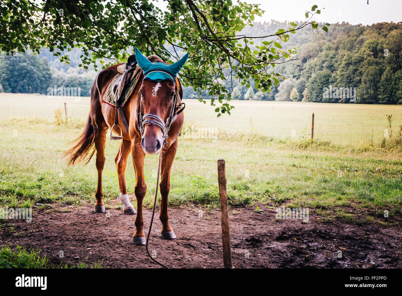 Horse standing under tree hi-res stock photography and images - Alamy