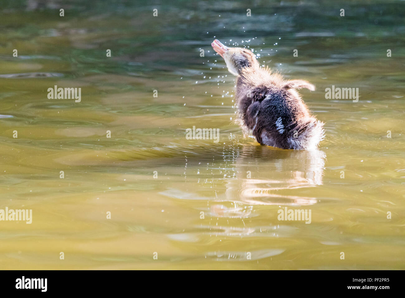 Baby shaking hi-res stock photography and images - Alamy