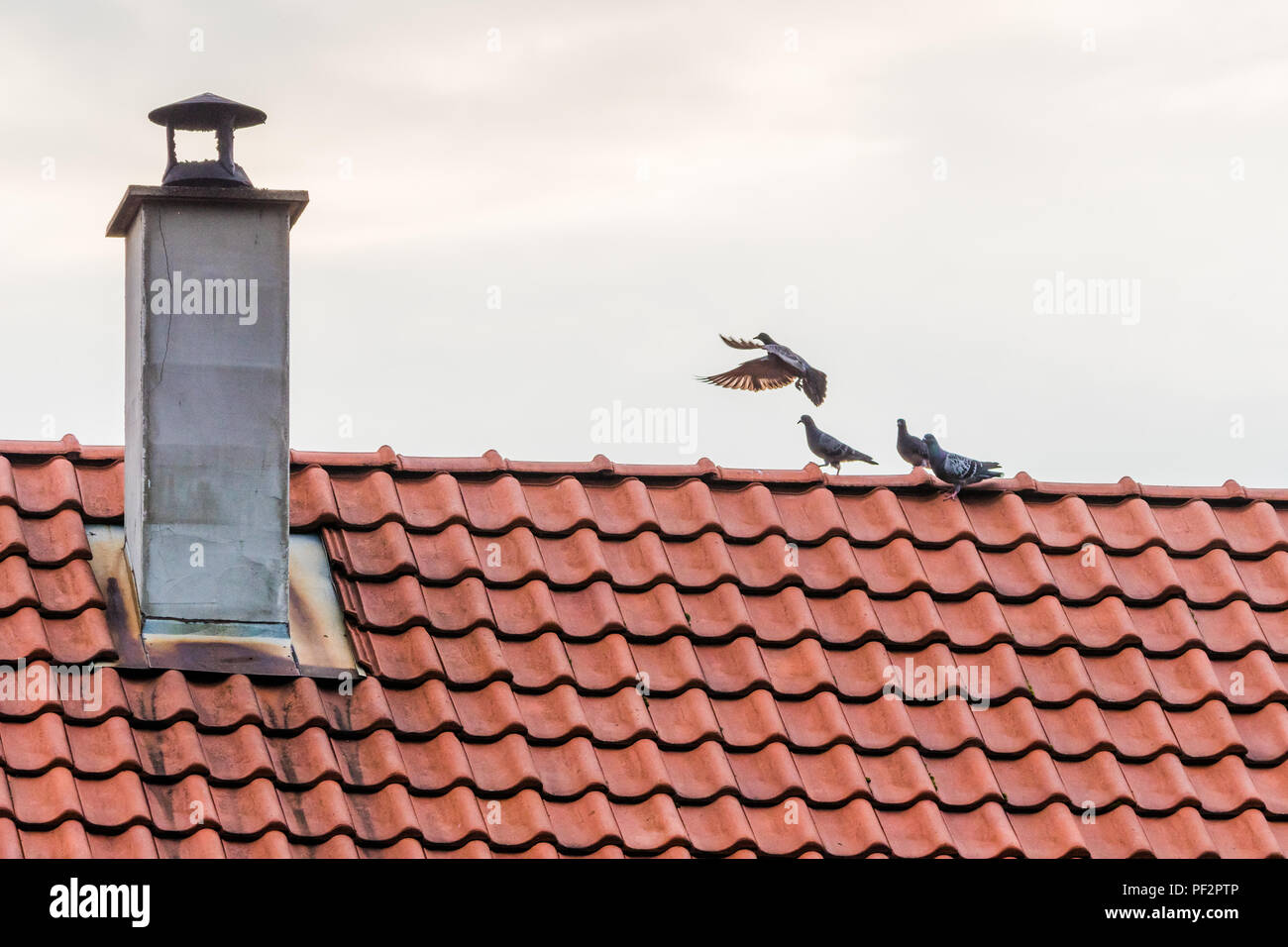 Pigeon flying above hi-res stock photography and images - Alamy