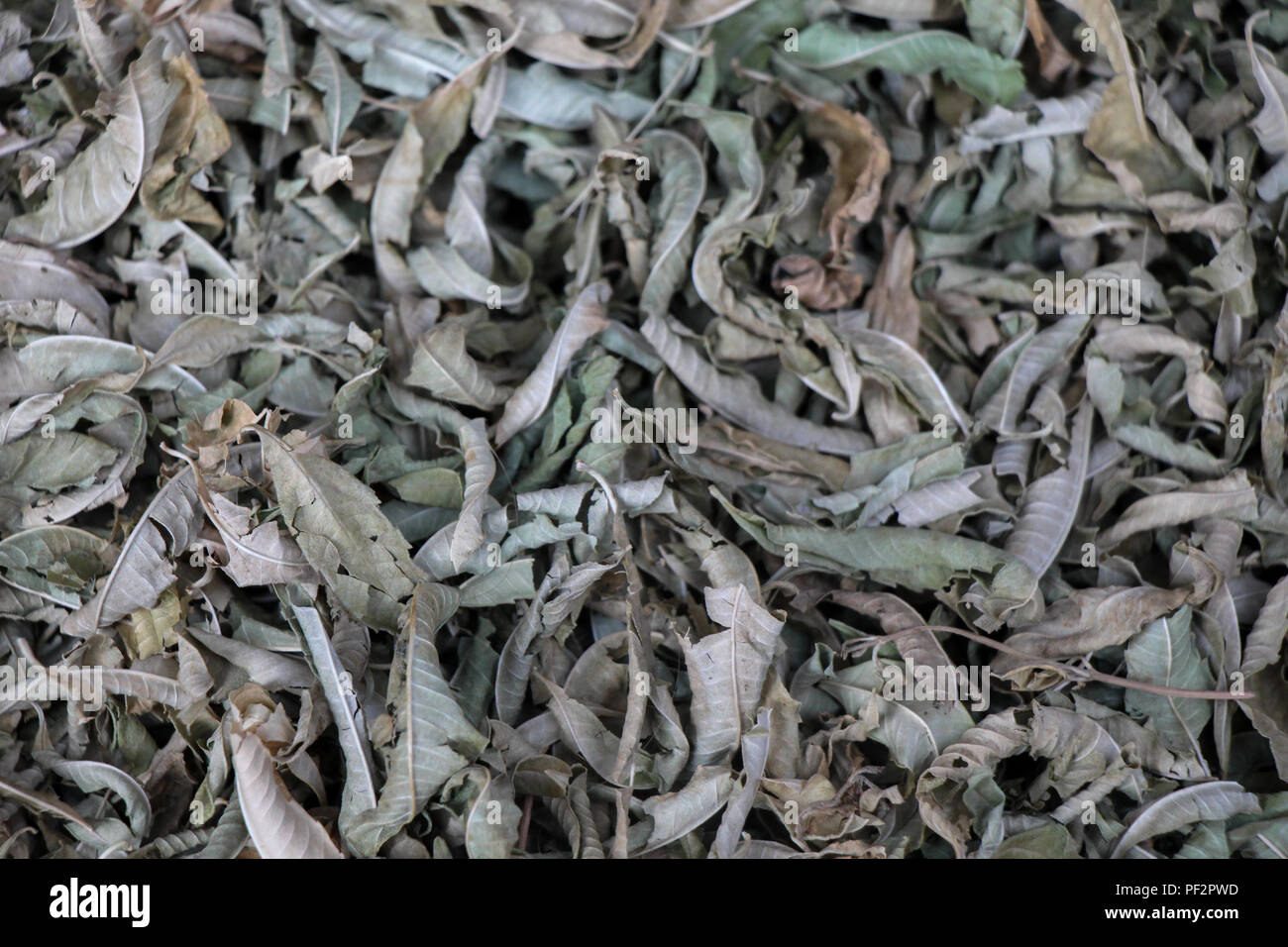 Dry herbal plants as food and remedy Stock Photo - Alamy