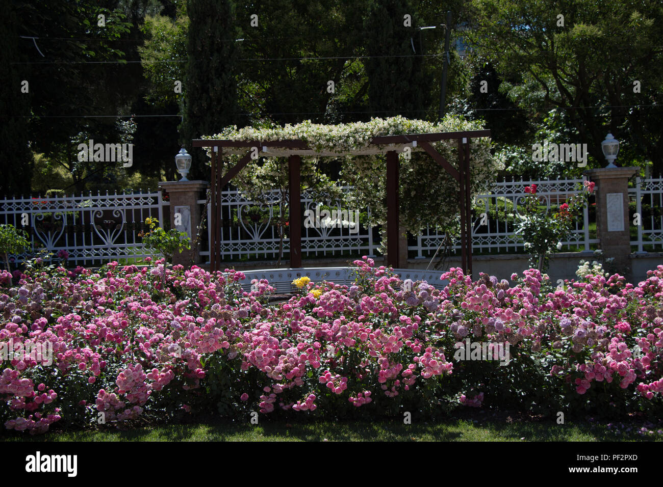 Beautiful colorful roses in a rose garden Stock Photo - Alamy