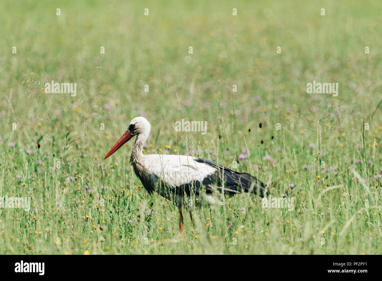 White stork walking hi-res stock photography and images - Alamy