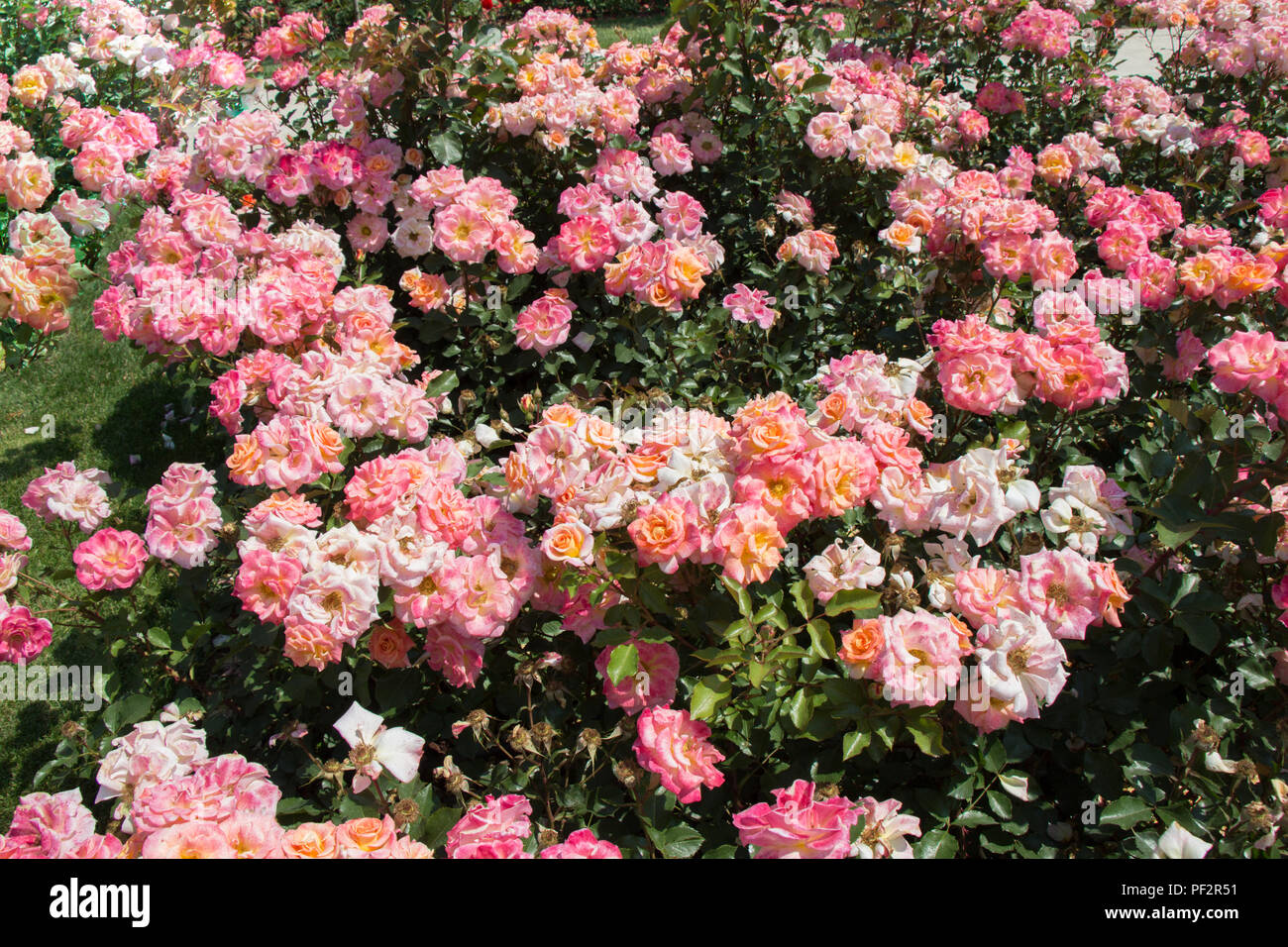 Blooming beautiful colorful roses as floral background Stock Photo - Alamy