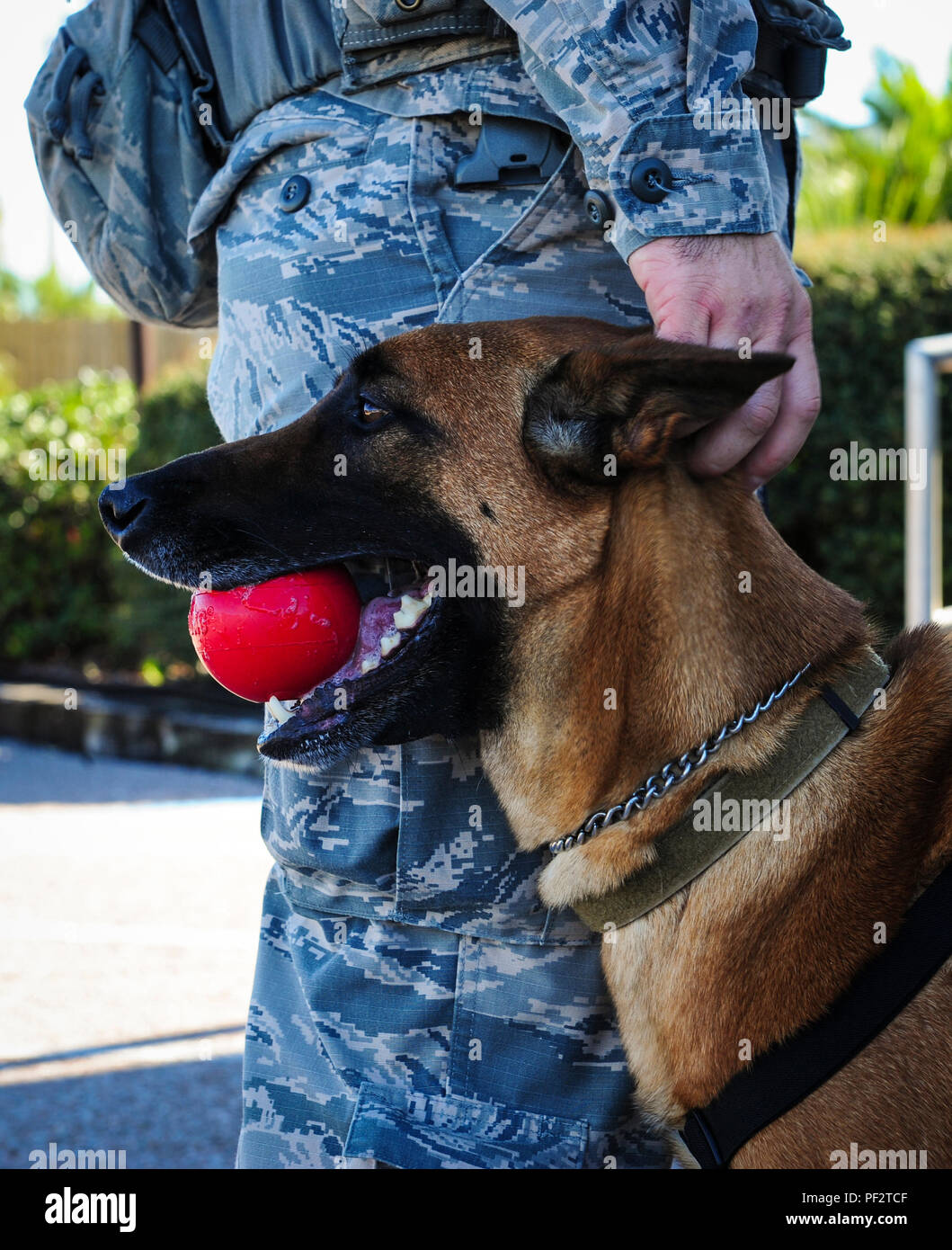 Staff Sgt. Justin Gooding, a military working dog handler with the 1st ...