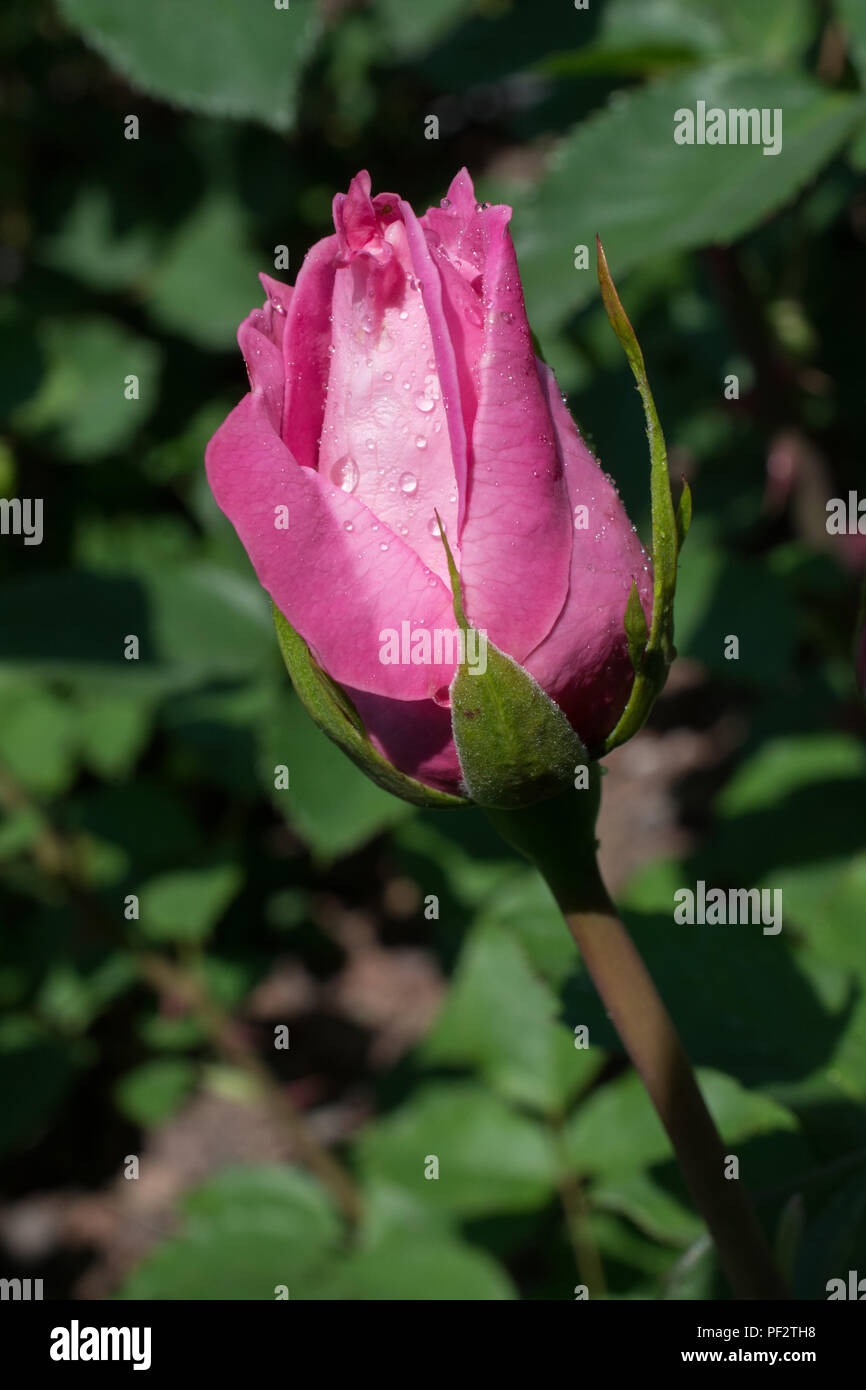 Blooming beautiful colorful rose bud in garden background Stock Photo ...