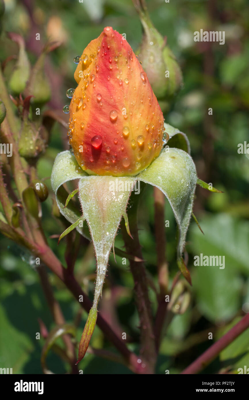Blooming beautiful colorful rose bud in garden background Stock Photo ...