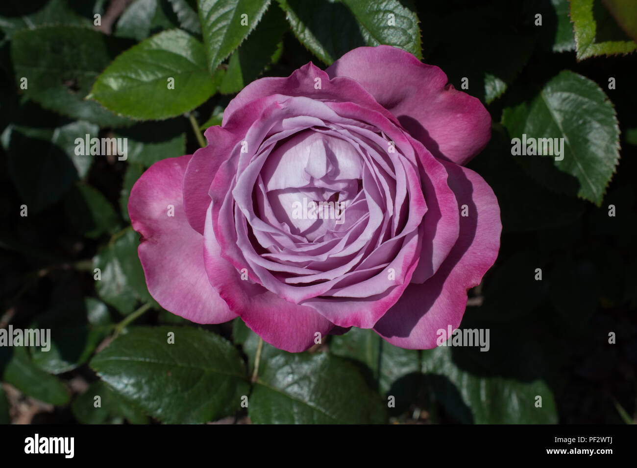 Blooming beautiful colorful rose bud in garden nature background Stock ...
