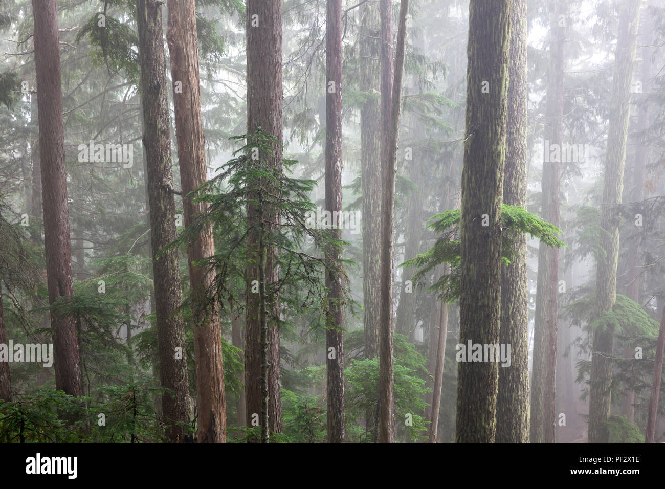 Fog trail hi-res stock photography and images - Alamy