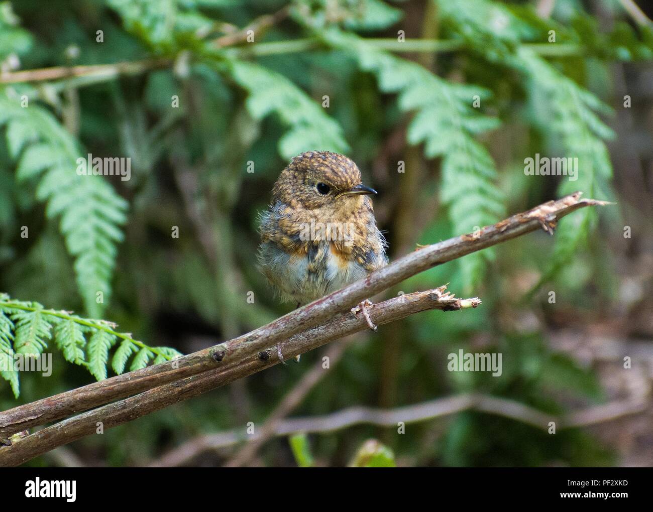 Robin Fledgling Female Stock Photo - Alamy
