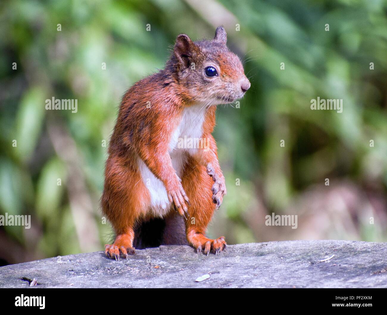Robin Fledgling Female Stock Photo - Alamy
