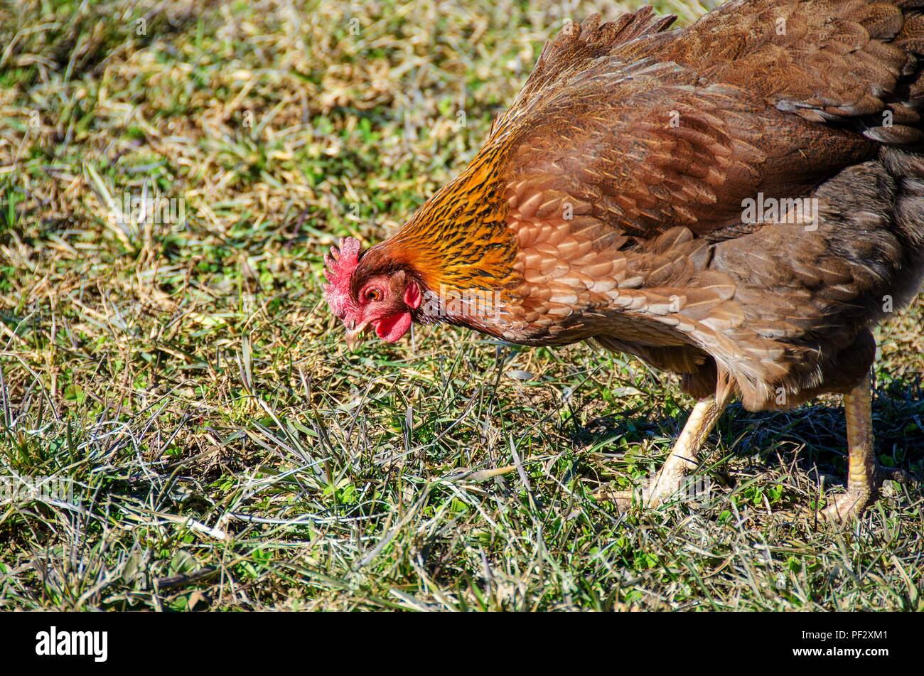 Close up free range hi-res stock photography and images - Alamy