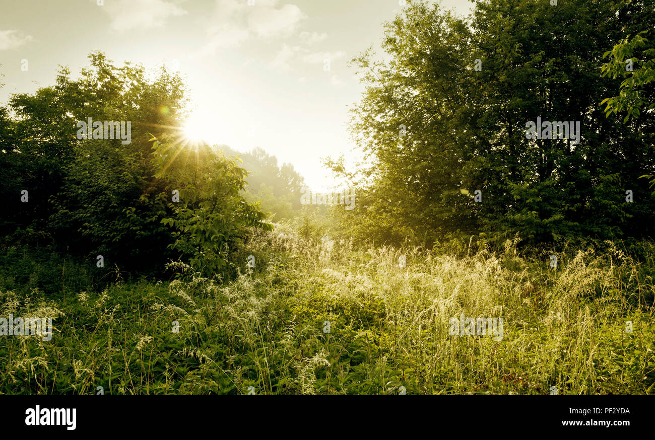 Overgrown grass field hi-res stock photography and images - Alamy