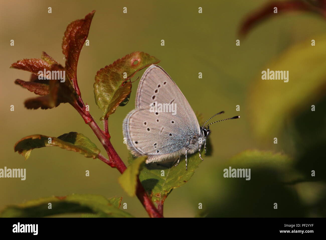 Small Blue Butterfly Stock Photo - Alamy