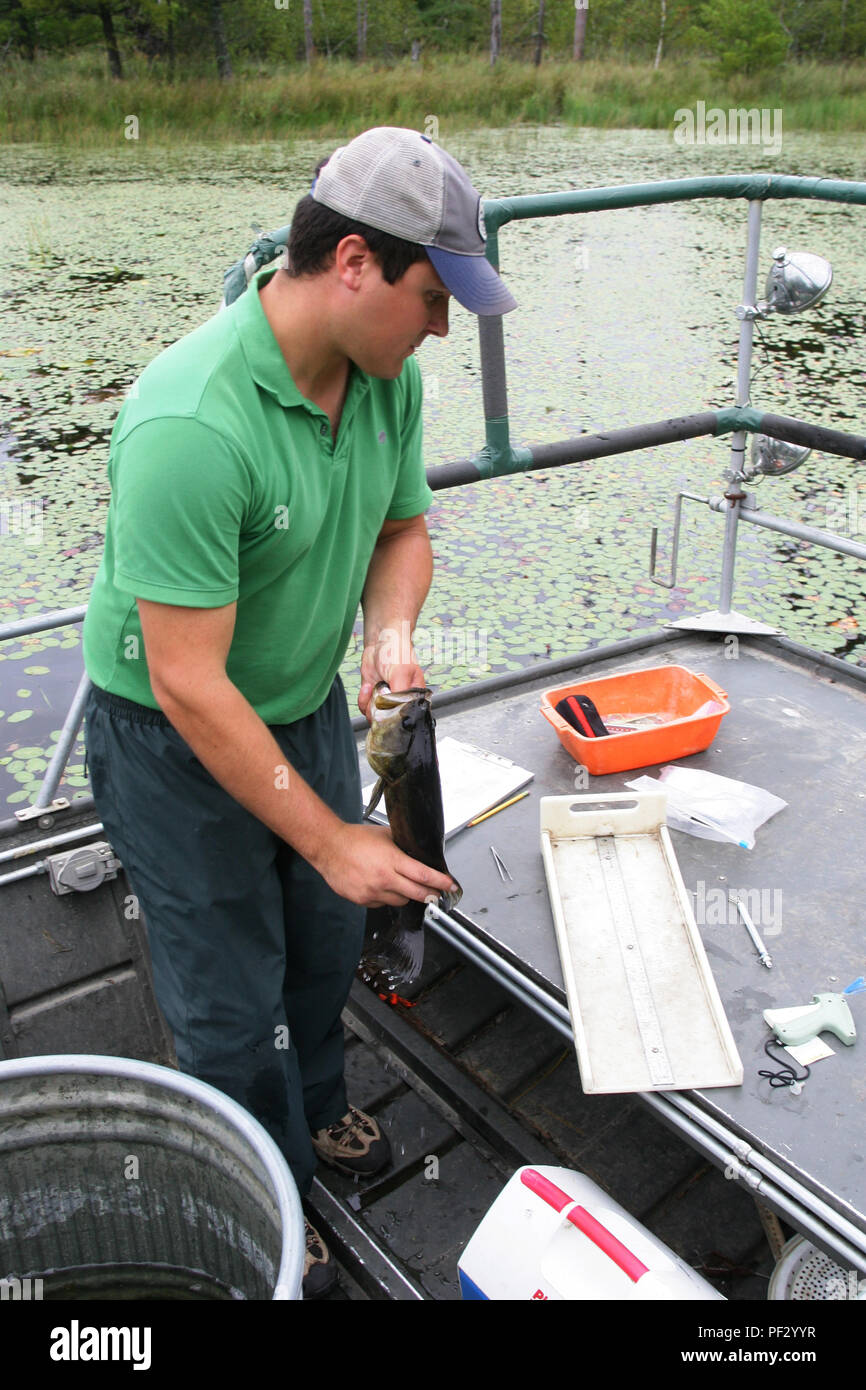 Fisheries biologist Steve Rood, who works under an agreement between ...