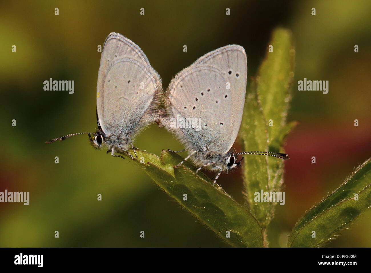 Pairing of butterflies hi-res stock photography and images - Alamy