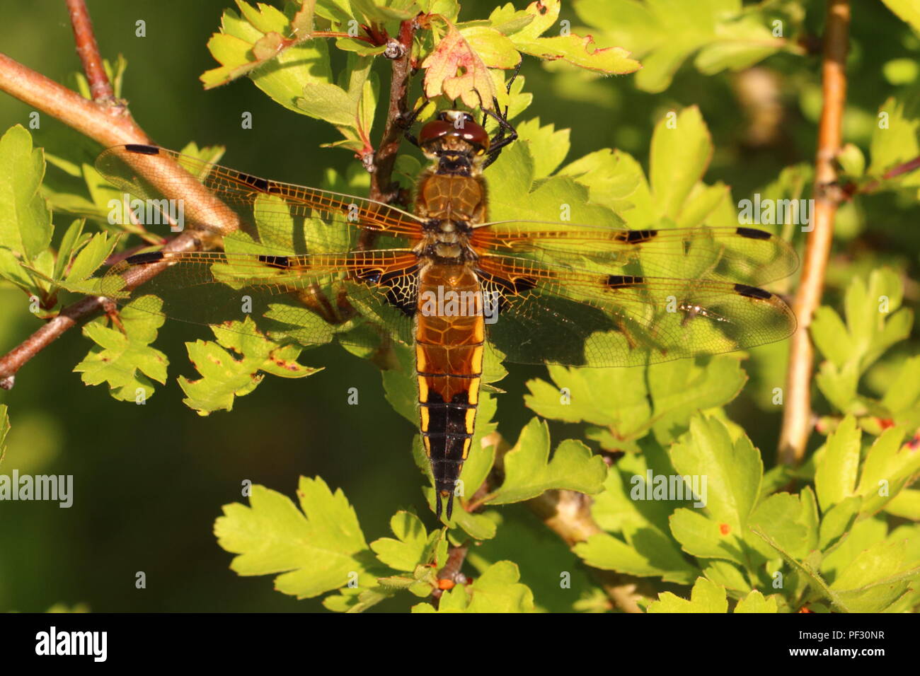 Four-spotted Chaser Dragonfly Stock Photo - Alamy