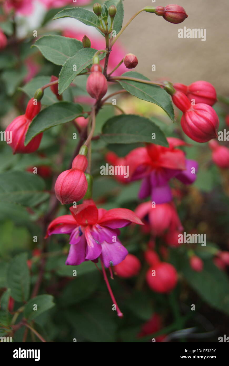 fleurs de France Stock Photo - Alamy