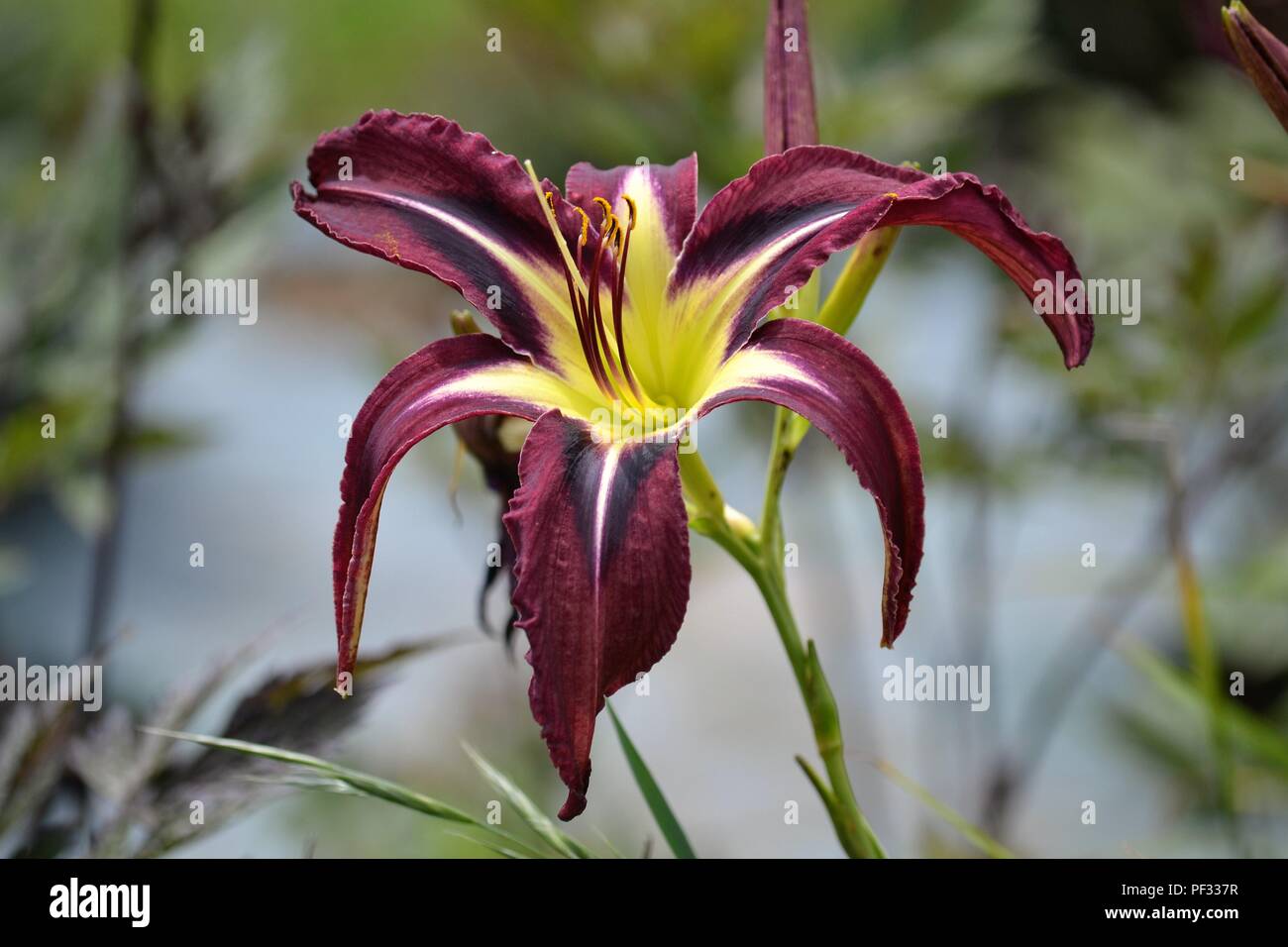Long narrow petals hi-res stock photography and images - Alamy